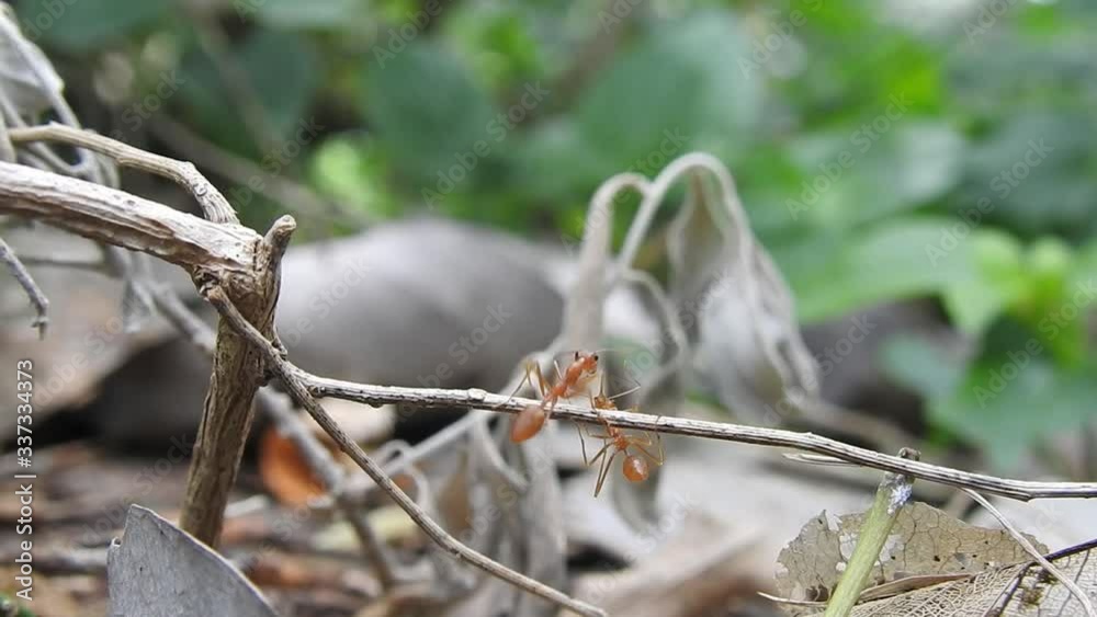 Ant climbing on branch tree. Many red ants are reconnaissance on mango ...
