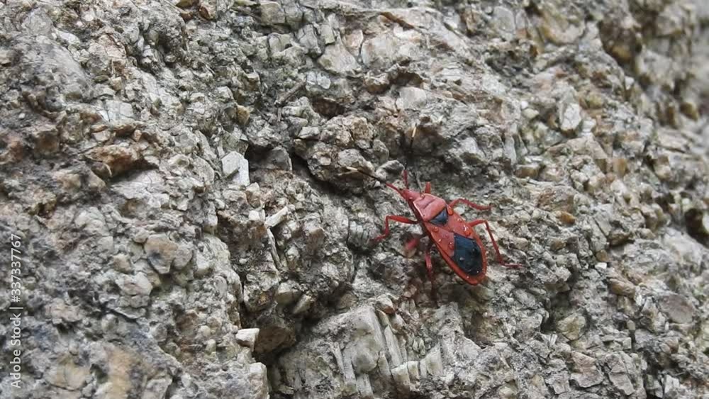 Beetle bugs Pyrrhocoris apterus. Many firebugs on a tree in different ...