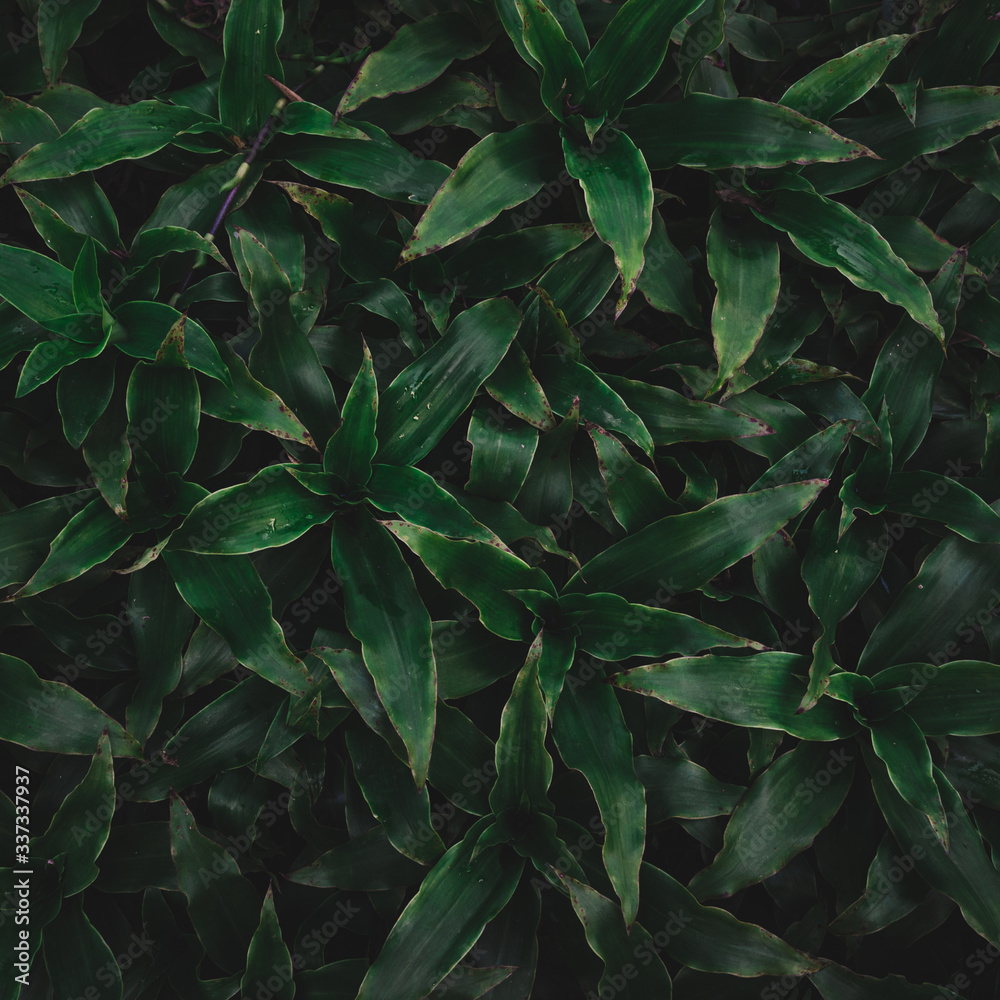 Tropical leaves texture,Abstract nature leaf green texture background ...