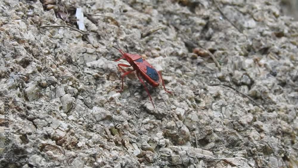 Beetle bugs Pyrrhocoris apterus. Many firebugs on a tree in different ...