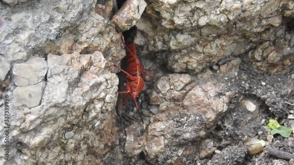 Beetle bugs Pyrrhocoris apterus. Many firebugs on a tree in different ...