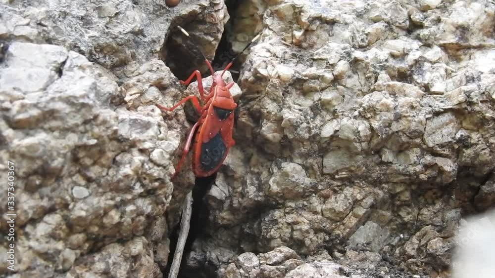 Beetle bugs Pyrrhocoris apterus. Many firebugs on a tree in different ...
