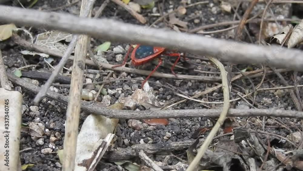 Beetle bugs Pyrrhocoris apterus. Many firebugs on a tree in different ...