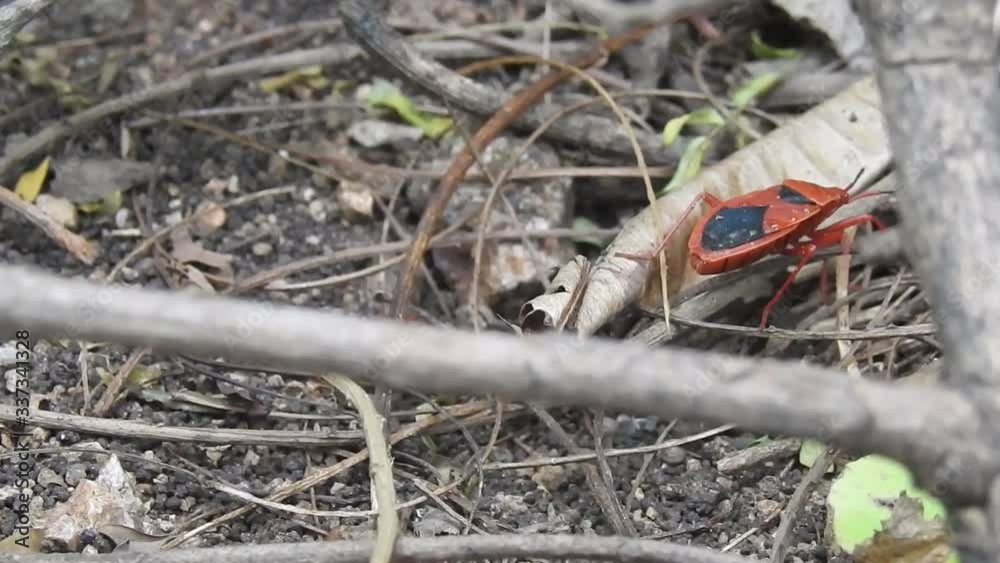 Beetle bugs Pyrrhocoris apterus. Many firebugs on a tree in different ...