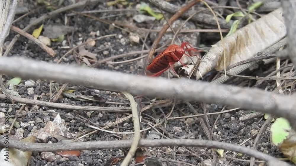 Vidéo Stock Beetle bugs Pyrrhocoris apterus. Many firebugs on a tree in ...