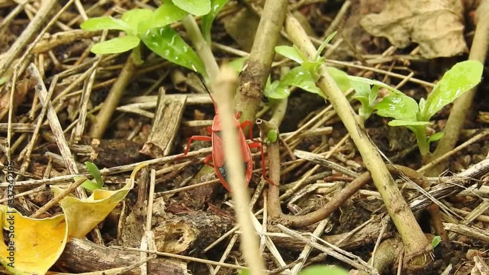Beetle bugs Pyrrhocoris apterus. Many firebugs on a tree in different ...