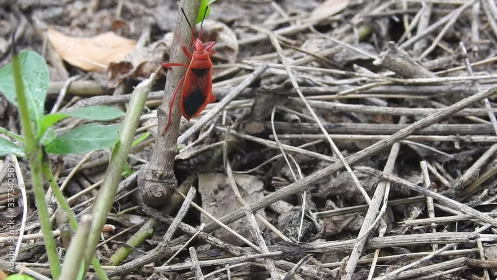 Beetle bugs Pyrrhocoris apterus. Many firebugs on a tree in different ...