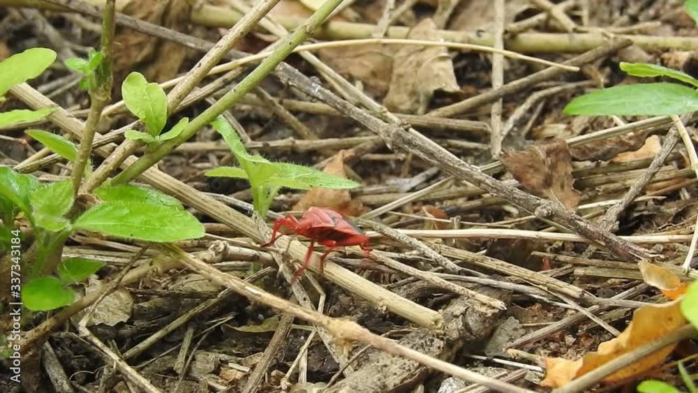 Beetle bugs Pyrrhocoris apterus. Many firebugs on a tree in different ...