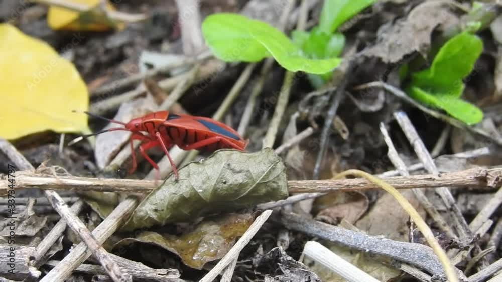 Beetle bugs Pyrrhocoris apterus. Many firebugs on a tree in different ...