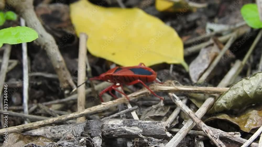 Beetle bugs Pyrrhocoris apterus. Many firebugs on a tree in different ...