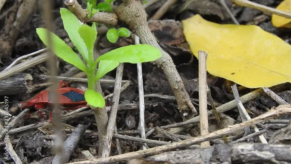 Beetle bugs Pyrrhocoris apterus. Many firebugs on a tree in different ...