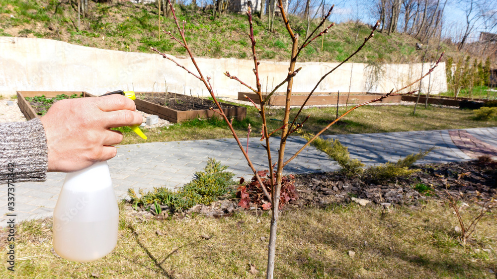 The gardener's hand with the help of a sprayer sprinkles a peach tree ...