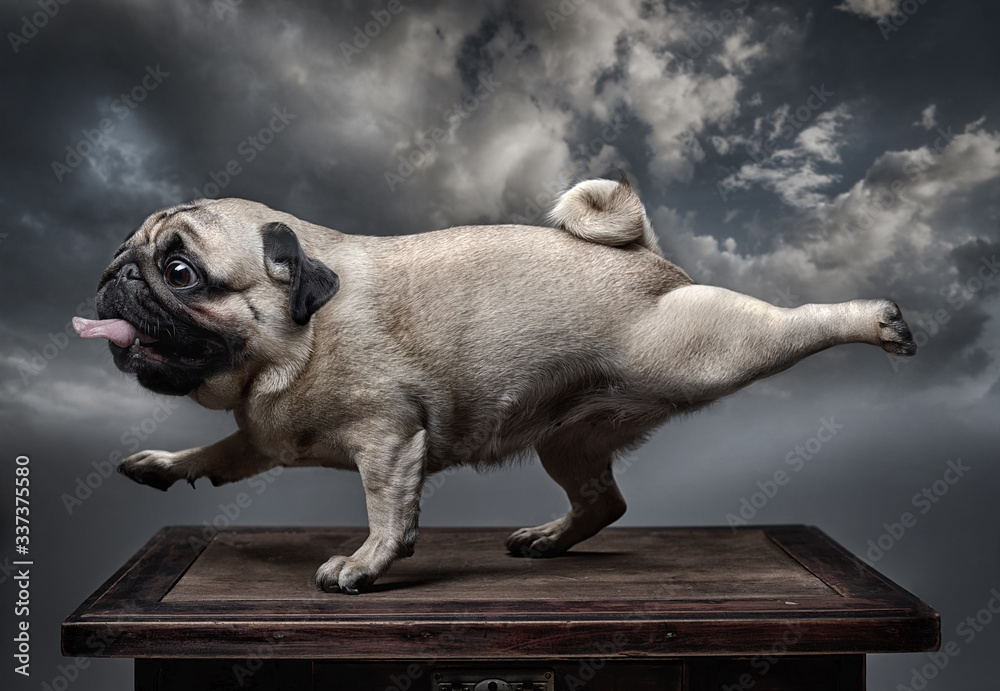 A dog pug stretches its front right and back left feet with its mouth ...
