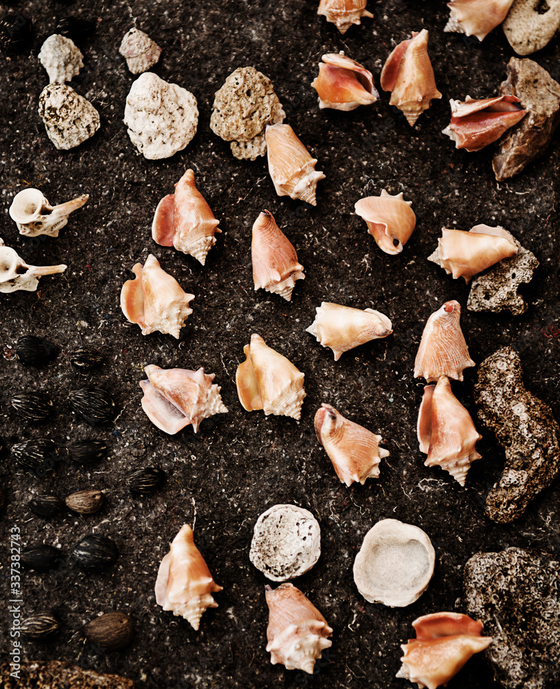 Sea shells on the beach, Morro de sao paulo, Brazil, South America ...