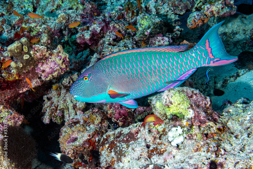 parrot fish portrait while diving in indian ocean of maldives Stock ...
