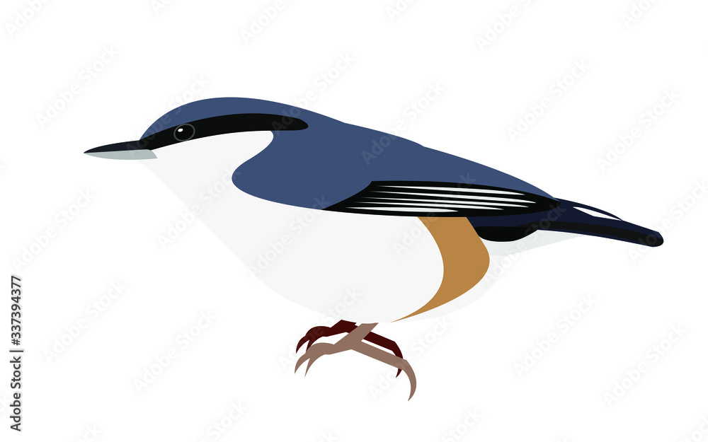 nuthatch bird vector illustration isolated on white background Stock ...