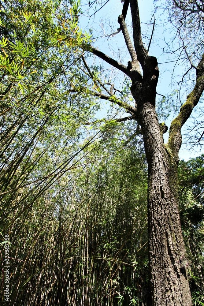 Juglans Nigra tree in the botanical garden of Lisbon Stock Photo ...