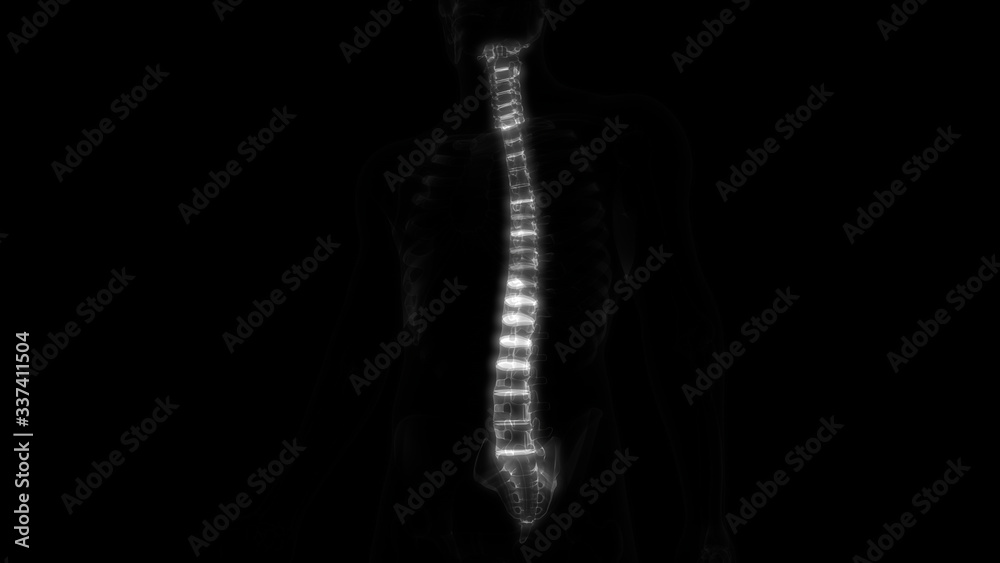 Vertebral Column of Human Skeleton Anatomy X-ray 3D rendering Stock ...