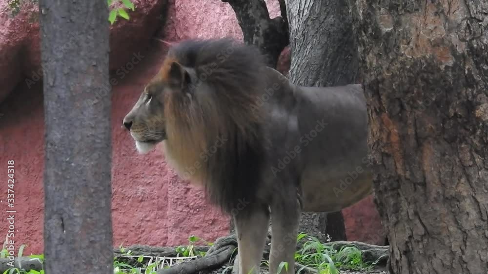 Video Stock Crystal eyes of adorable lion on tree trunk background ...
