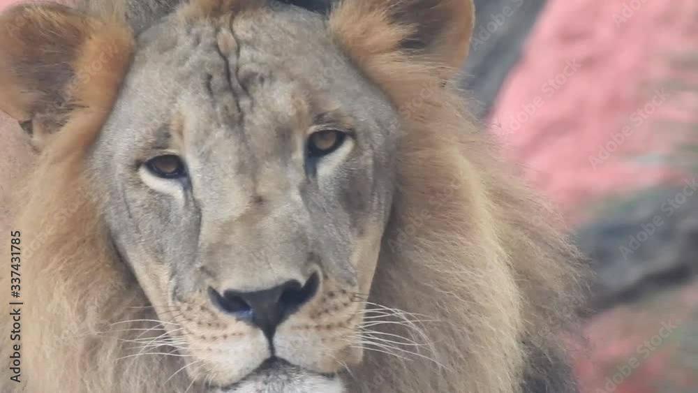 Crystal eyes of adorable lion on tree trunk background close up ...