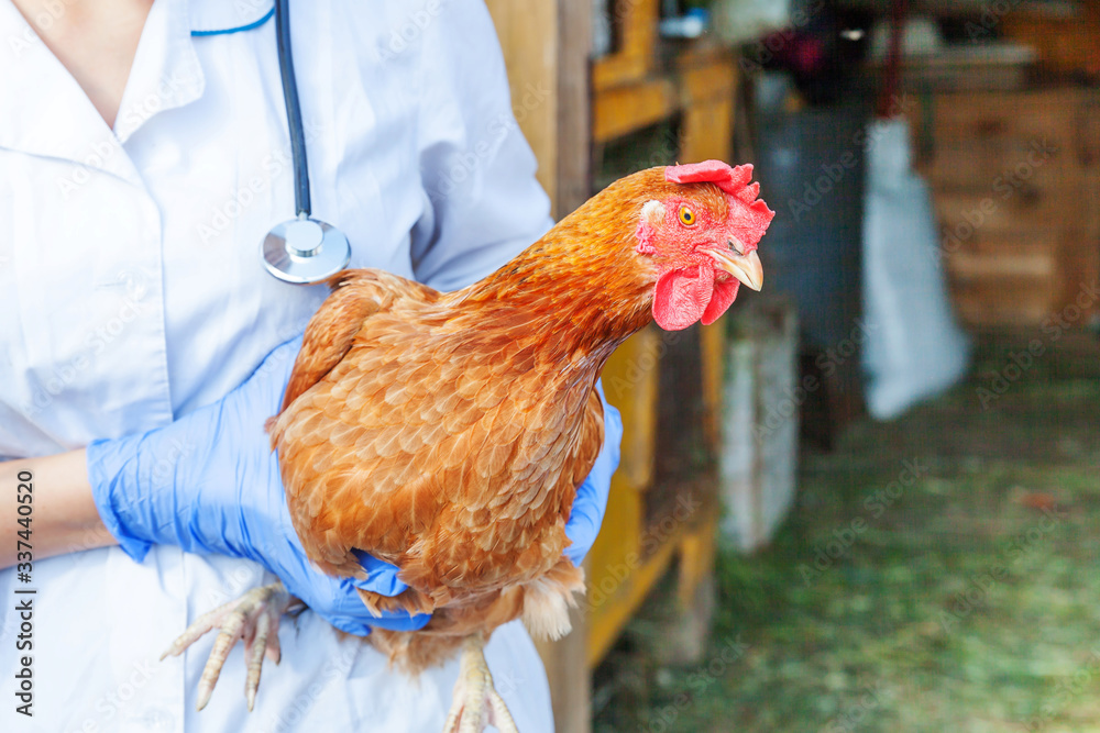 Veterinarian with stethoscope holding and examining chicken on ranch ...