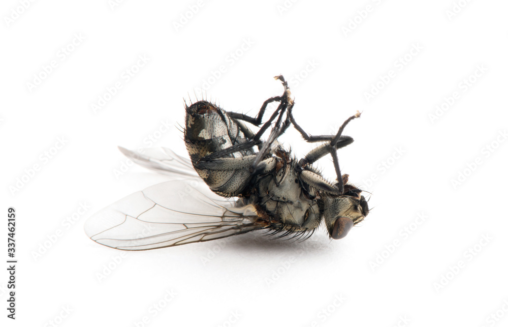 Dead Fly isolated white background. Stock Photo | Adobe Stock