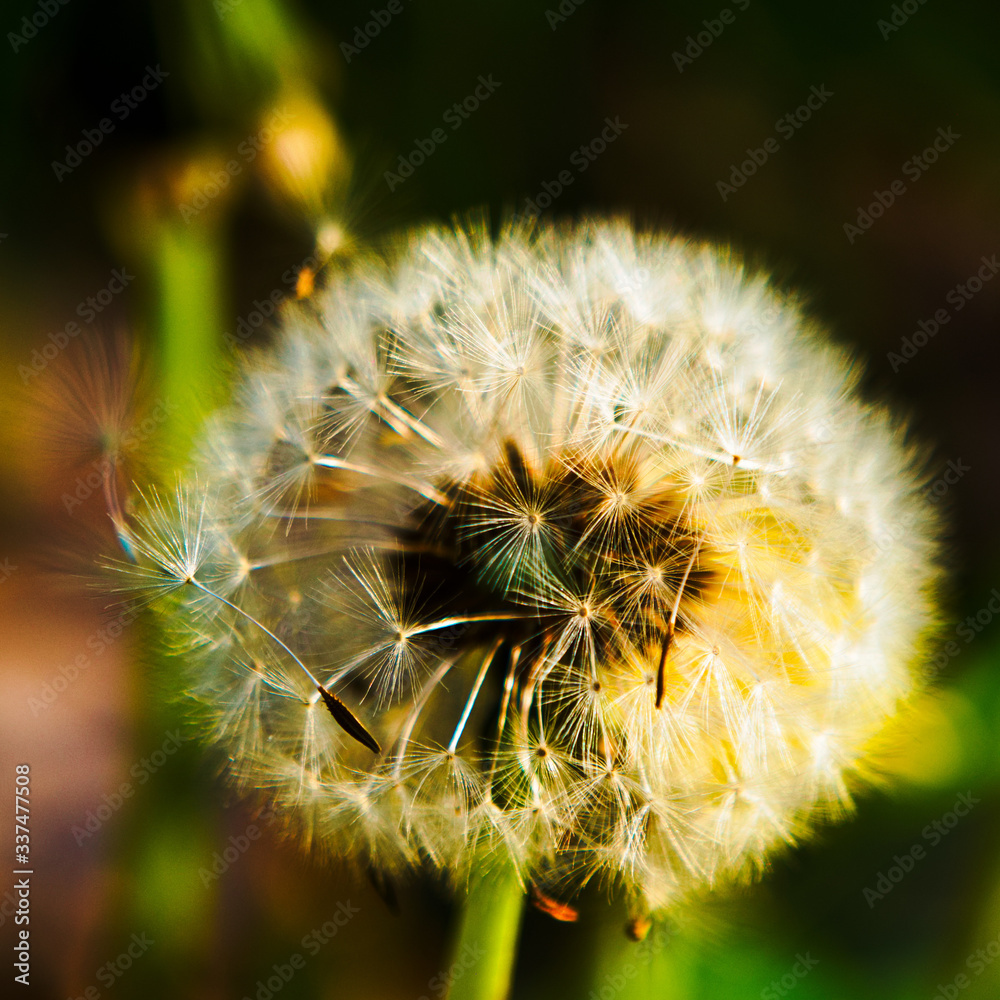 Pusteblume des Löwenzahn Stock Photo | Adobe Stock