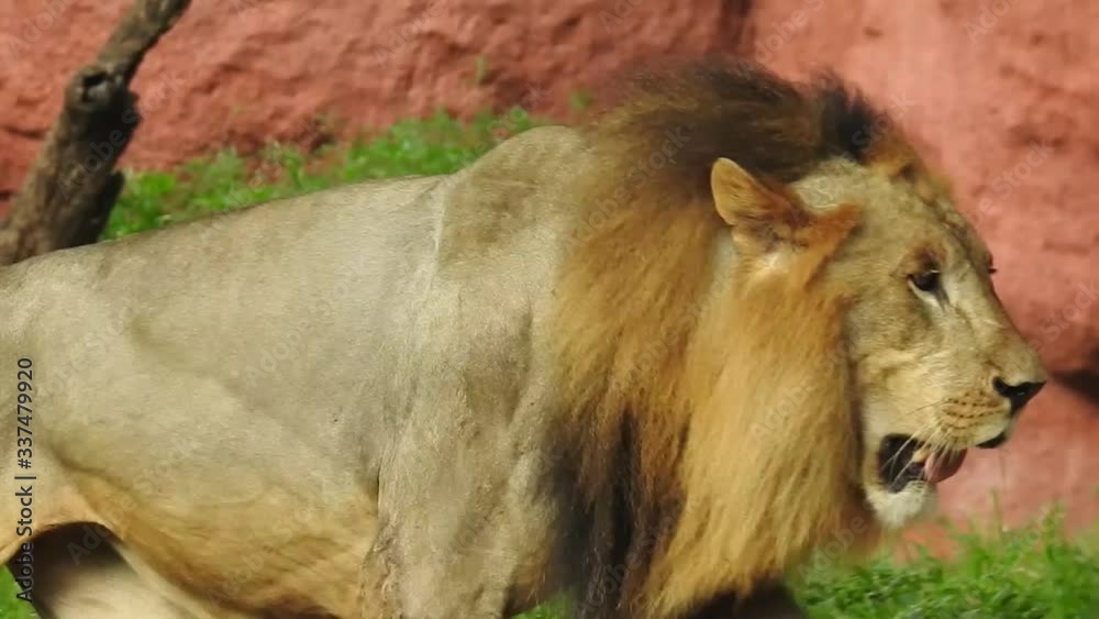 Lion and Lioness opening Mouth. Jungle king roaring detailed view of ...