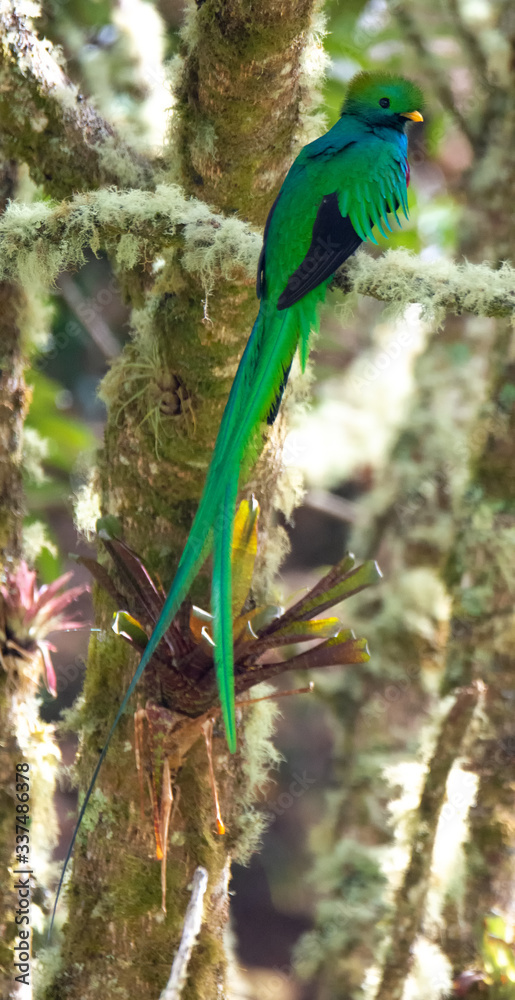 Male Resplendent Quetzal shows off long green tail feather with resting ...