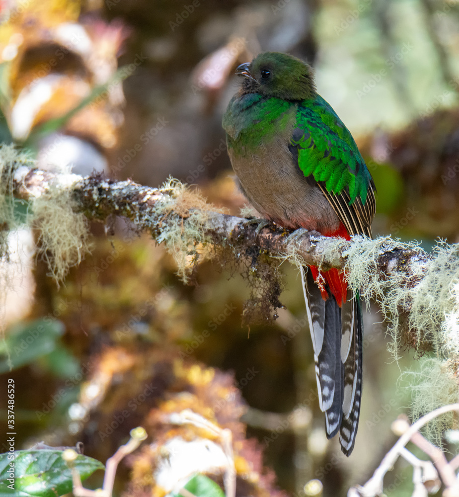 Female Resplendent Quetzal with beak slightly open and touch showing ...