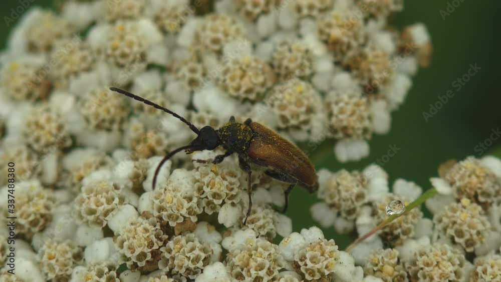 Family Oedemeridae is cosmopolitan group of beetles commonly known as ...