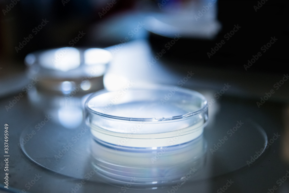 Petri dish in a laboratory, ready samples. Biochemistry, pharmaceutical ...