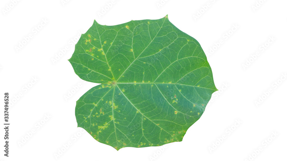 Jatropha leaves, one plant with various benefits for treating wounds ...