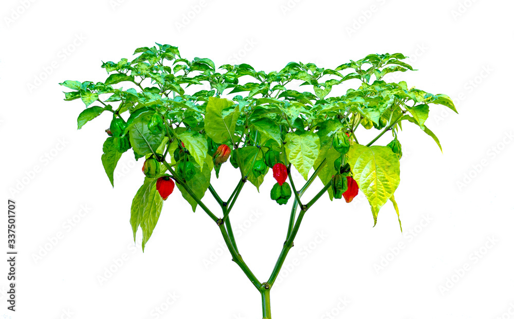 Trinidad Moruga Scorpion (Capsicum chinense) fully grown plant. With ...