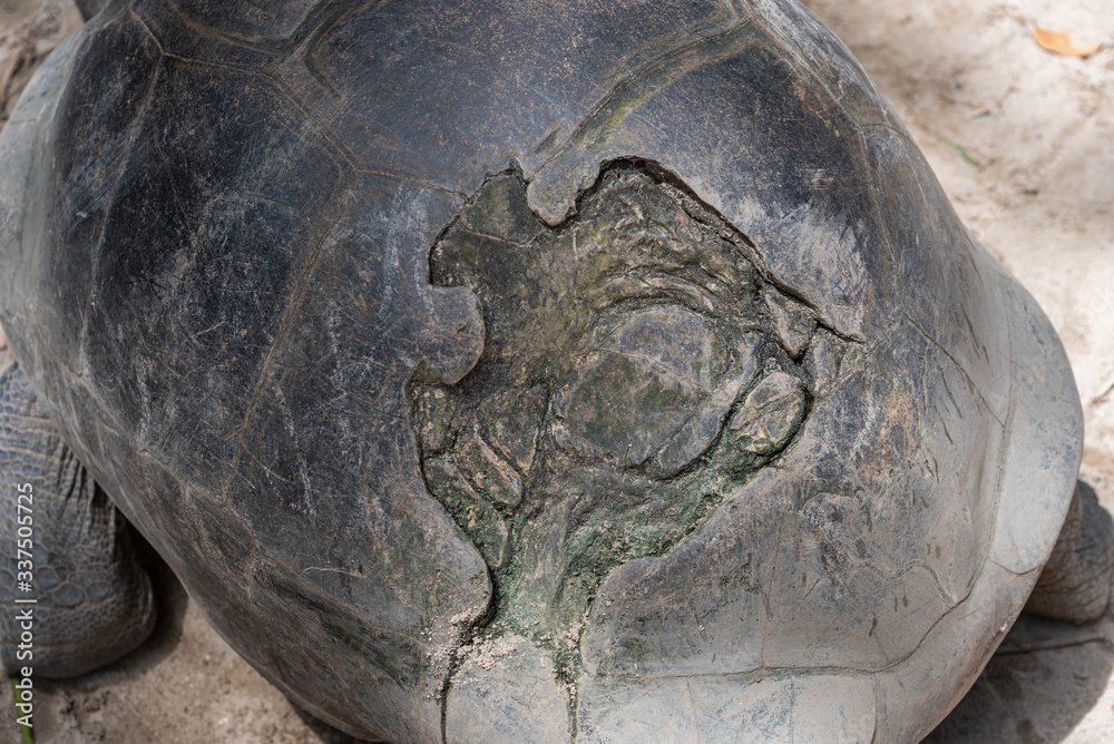 Wound on the shell of a giant Aldabra tortoise, traumatized animal ...
