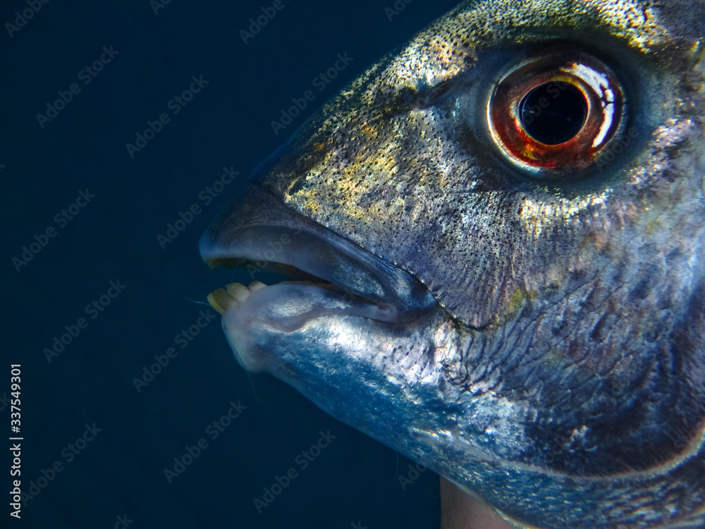 Fish teeth of a wild atlantic white seabream, Diplodus sargus, alive ...