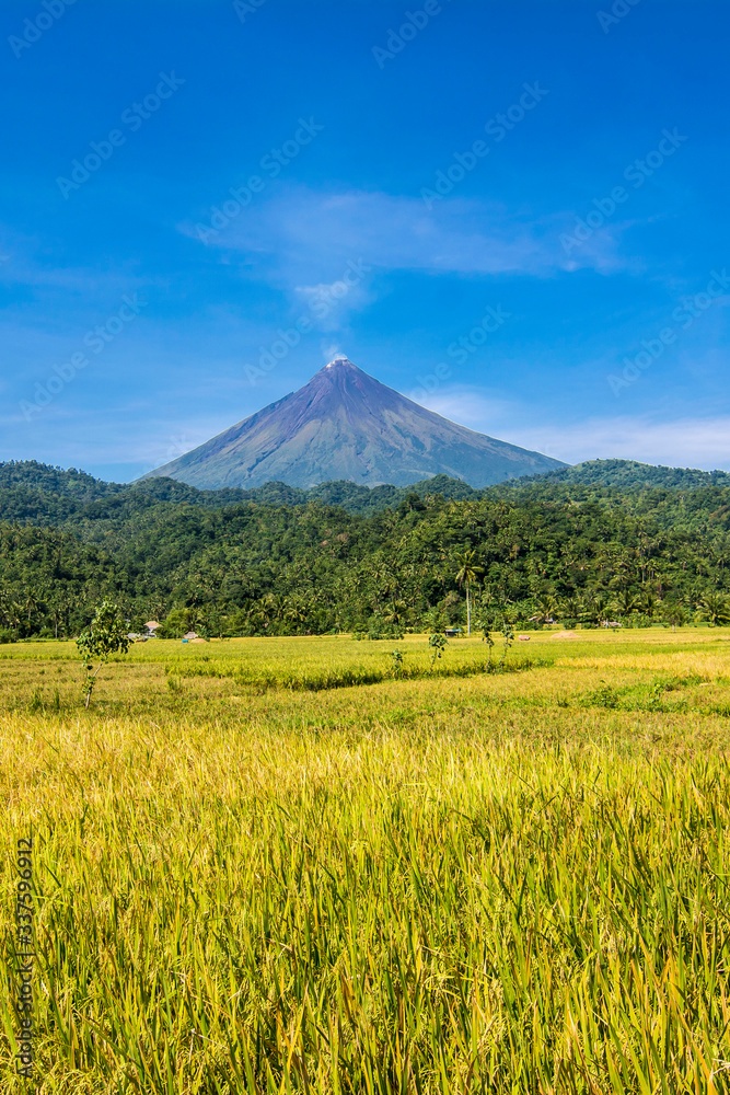 Rice fields near Mt. Mayon - also known as Mayon Volcano or Mount Mayon ...