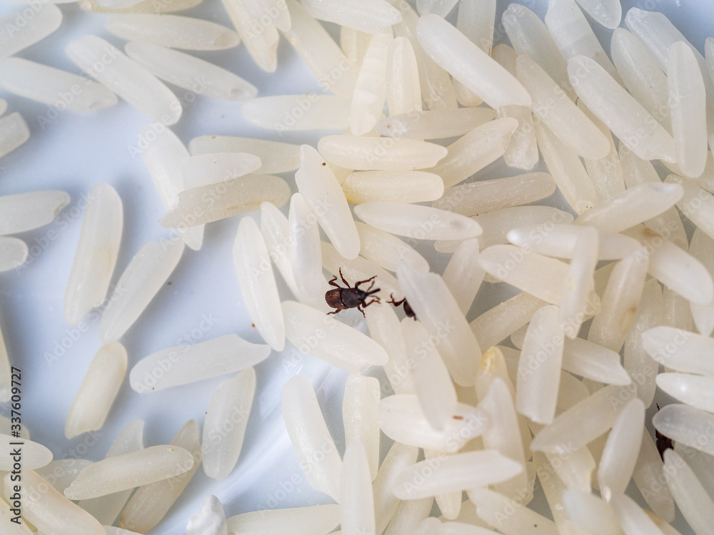 Jasmine rice grains close up with rice weevil pest or Sitophilus oryzae ...