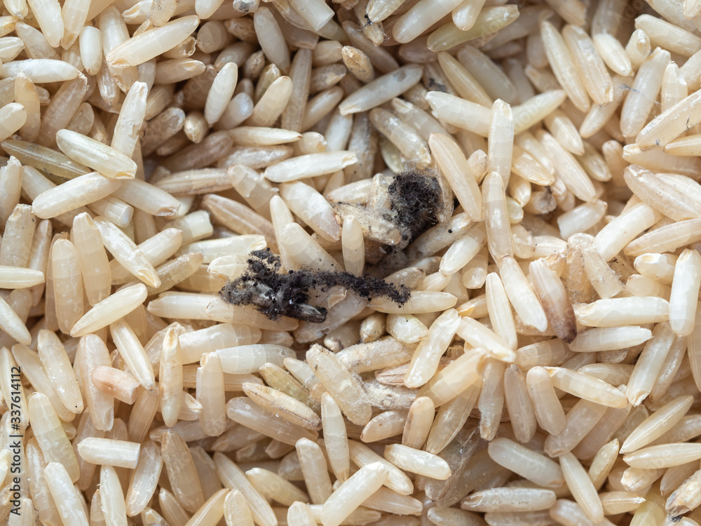 Whole grains of uncooked Thai Jasmine Rice with black and white molds ...