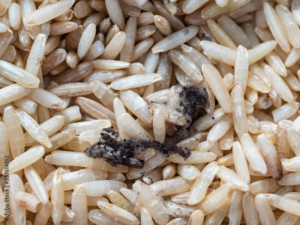 Stockfoto Whole grains of uncooked Thai Jasmine Rice with black and ...