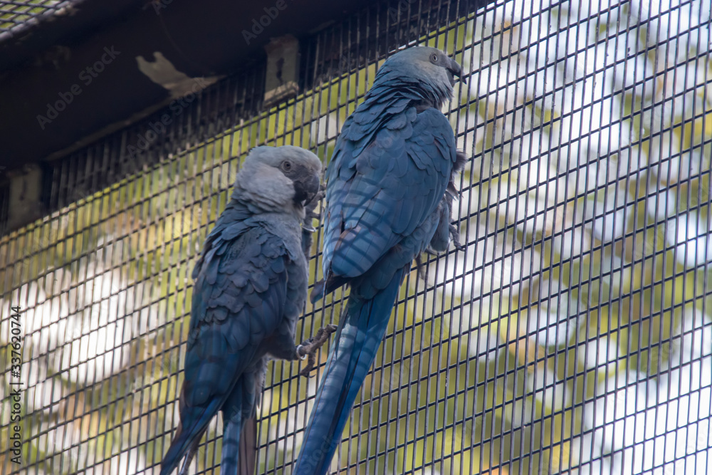 The Spix's macaw is a macaw native to Brazil. The bird is a medium-size ...
