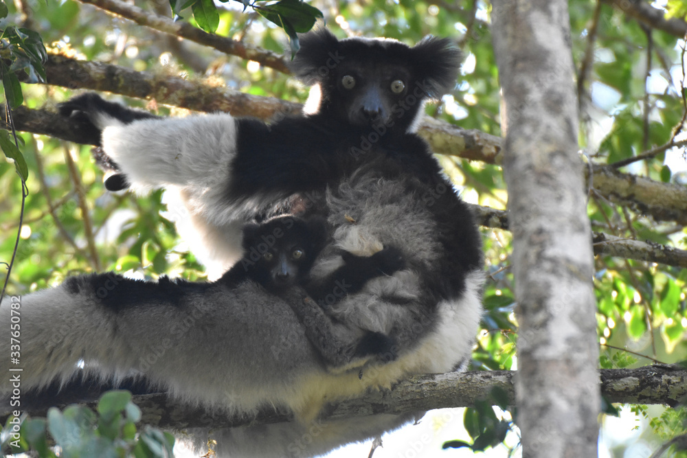 Baby indri lemur in Andasibe National Park, Madagascar ภาพถ่ายสต็อก | Adobe Stock