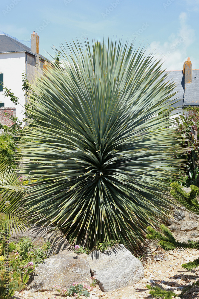 Yucca rostrata Stock Photo | Adobe Stock