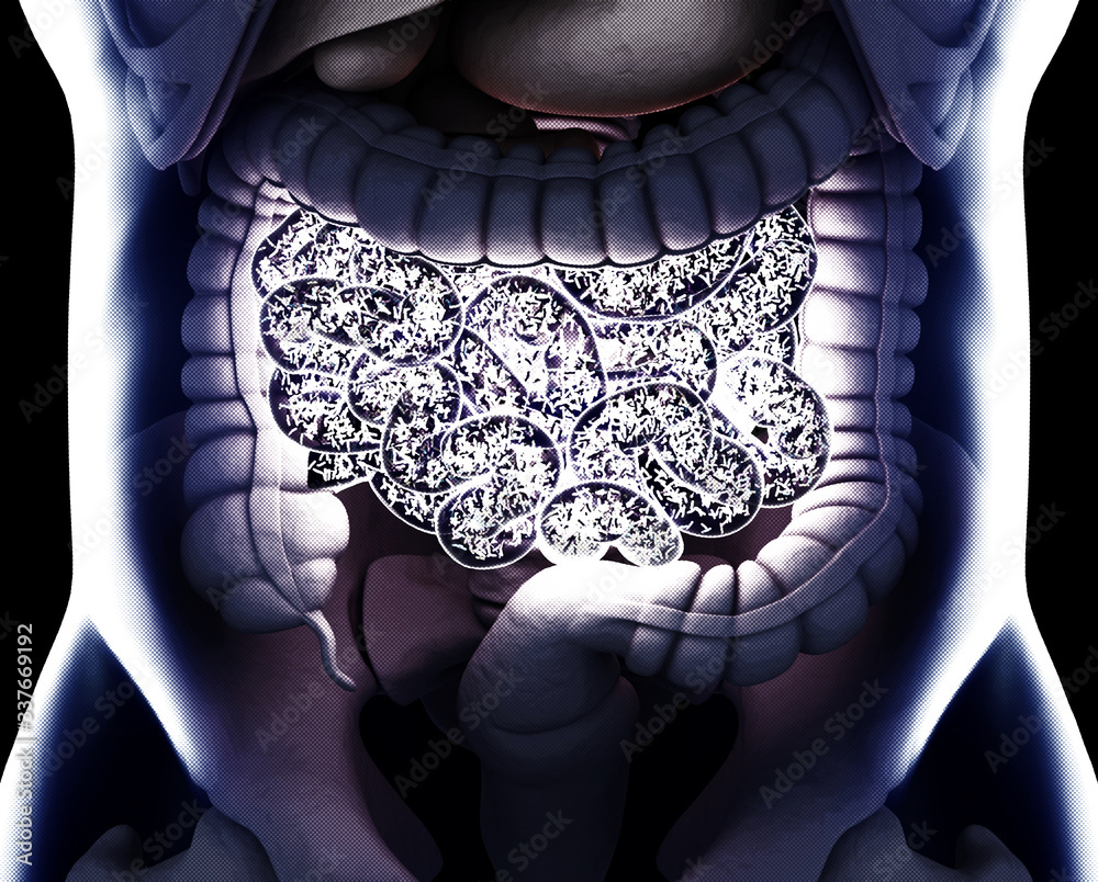 Intestines inside body showing gut bacteria in the small intestine. 3D ...