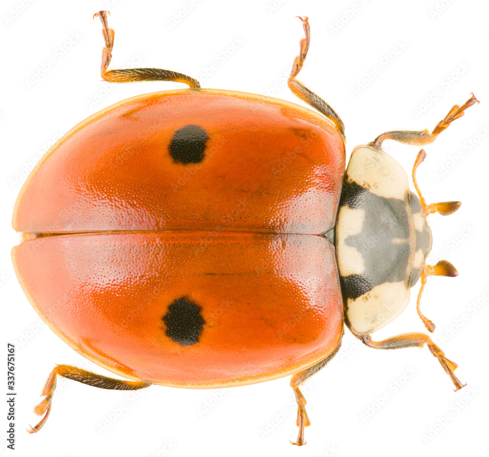 Adalia bipunctata, known as the two-spot ladybird, two-spotted ladybug ...