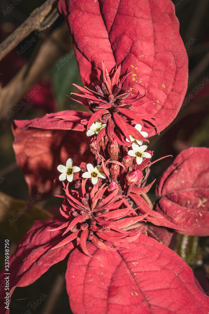 Red wildflower growing on a shrub during spring, Ishasha, Uganda ...