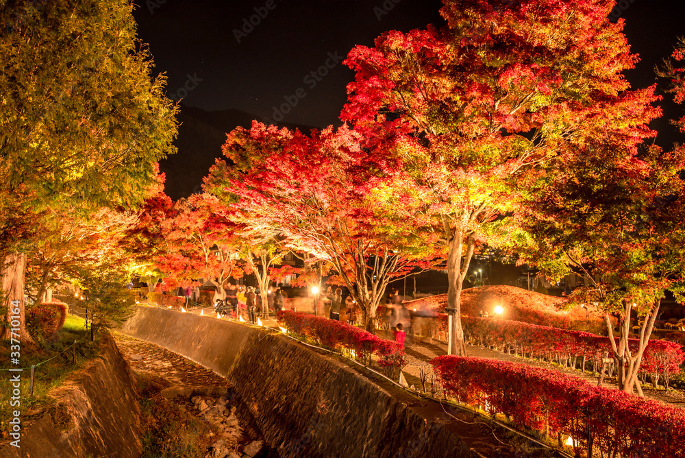 Light up maple corridor (Momiji Kairo) at Kawaguchiko Lake in Autumn at ...