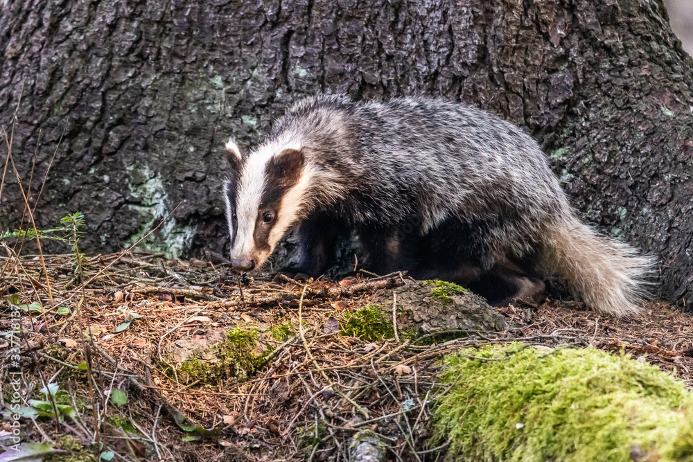 The Forest Badger (Meles Meles) in its typical drenching. The badger is ...