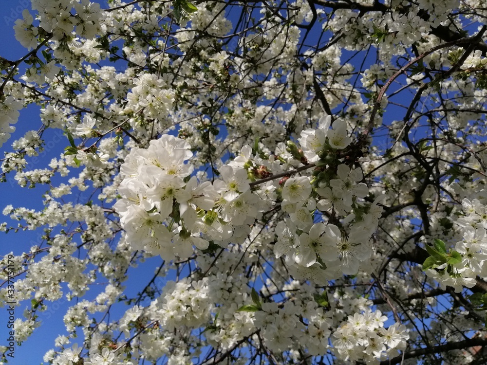 cherry tree blossom in 2020 in Senta Stock Photo | Adobe Stock