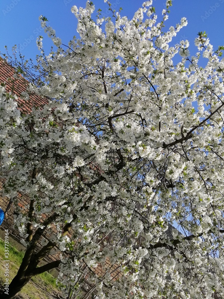 cherry tree blossom in 2020 in Senta Stock Photo | Adobe Stock